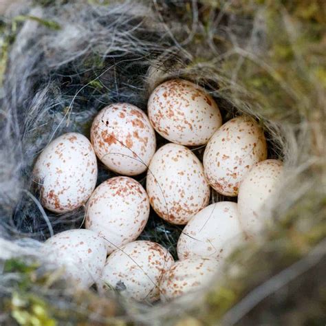 Migratory Bird Eggs