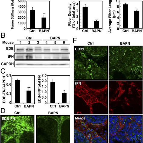 Edb Fn Splice Variant Expression Is Mediated By Cell Contractility A