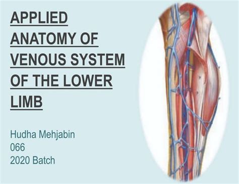 Soleal Vein Anatomy The 2022 Society For Vascular Surgery American