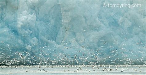 Arctic — Tom Dyring Wildlife Photo Nn