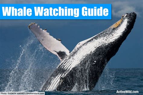 Whale Watching Guide: Best Locations In The World, Species, When To Go