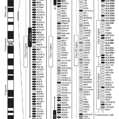 Gene Map Of The Human Leukocyte Antigen Hla Region The Major Download Scientific Diagram