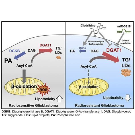 Dgkb Mediates Radioresistance By Regulating Dgat1 Dependent