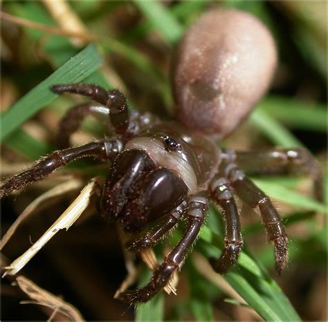 Arachnerds Purse Web Spider Atypus Affinis