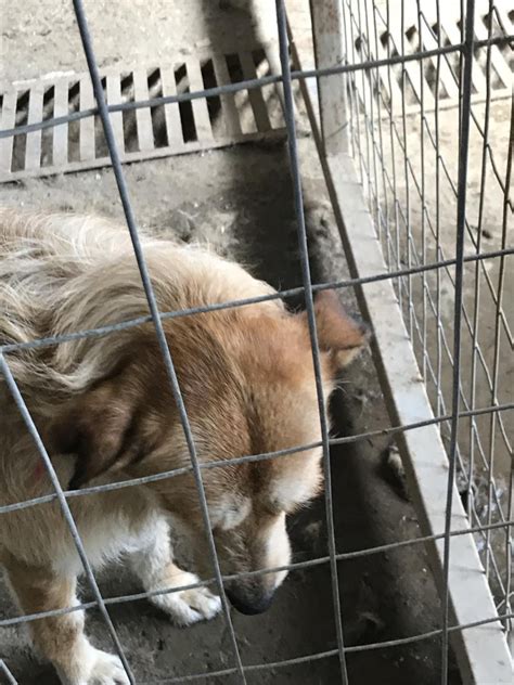 Нов приют за бездомни кучета ще бъде изграден във Варна Новини БНР Новини