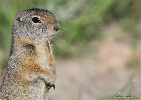 Young Uinta Ground Squirrel Close Up Photos Mia Mcphersons On The Wing Photography