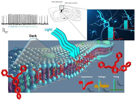 Neuronal Firing Modulation By A Membrane Targeted Photoswitch