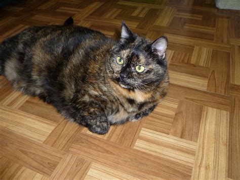 Calico Tabby Cat Anonymous Arabist وين الناس
