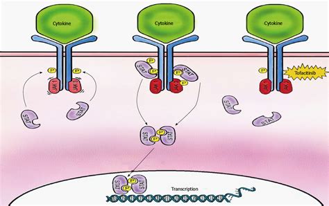 Figure 1 From Efficacy And Safety Of Tofacitinib For Treatment Of