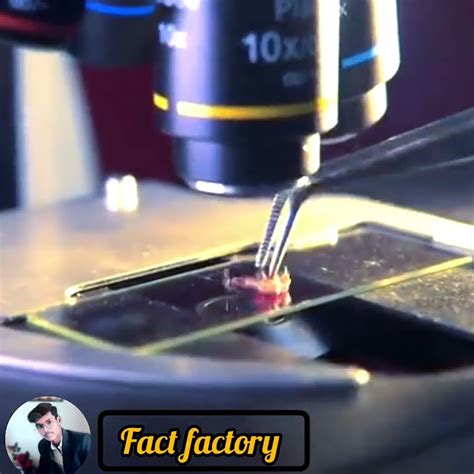 Microscrop Angur Shorts Youtube