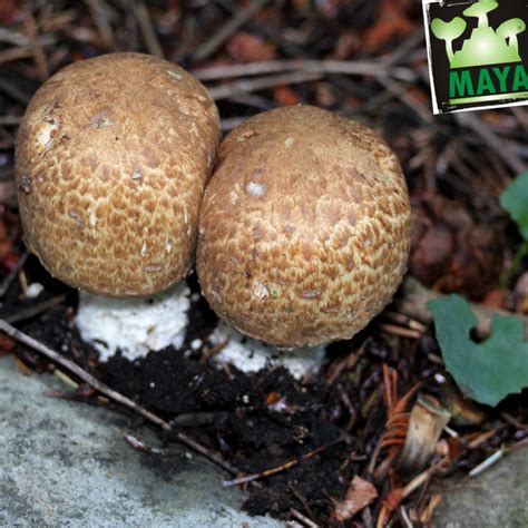 Hongo Sol Hongos Maya