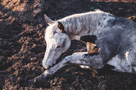 Capped Hock Calcaneal Bursitis In Horses Risk Factors Treatment