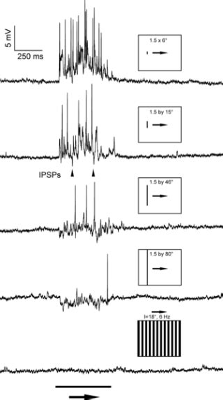 Insect Detection Of Small Targets Moving In Visual Clutter