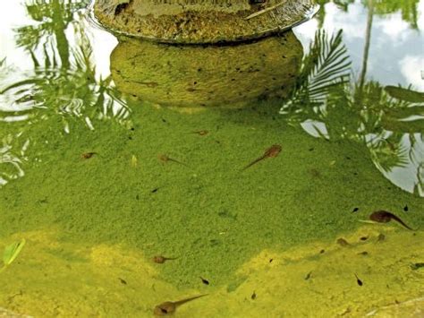 Tadpolepondtadpole From The Pondfree Pictures Free Photos Free