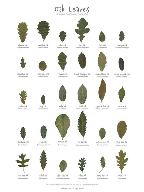 The Different Types Of Oak Leaves Are Shown In This Poster Which Is Also Available For Purchase