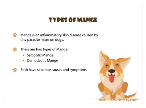 Mange In Dogs Effective Home Remedies For Mange In Dogs Reallifewithpets