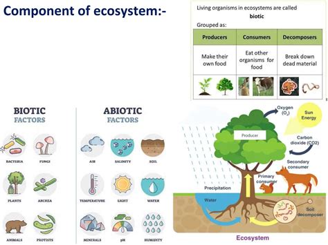 Basic Civil Engineering Notes Of Chapter 6 Topic Ecosystem Biodiversity Green House Effect