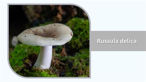 15 Types Of Russula Mushrooms Identification With Pictures