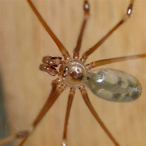Bugblog Adult Pair Of Pholcus Phalangioides