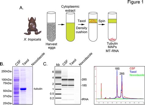 Purification Of MT RNA For RNA Seq A Purification Scheme To Isolate Download Scientific