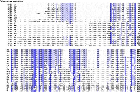 multiple sequence alignments of ubl3 orthologs in various eukaryotes