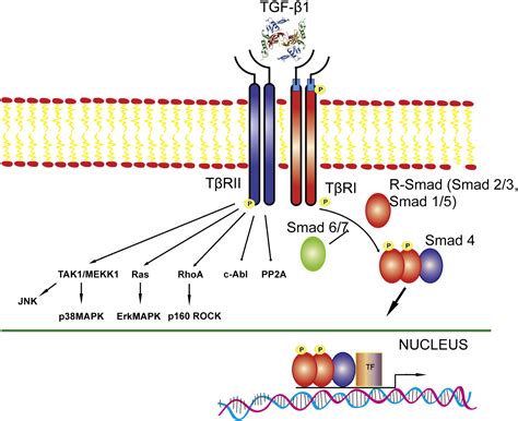 Transforming Growth Factor Tgf β Signaling In Cardiac Remodeling Journal Of Molecular And
