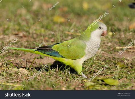 Can Quaker Parrots Eat Toast At Nathan Oneill Blog