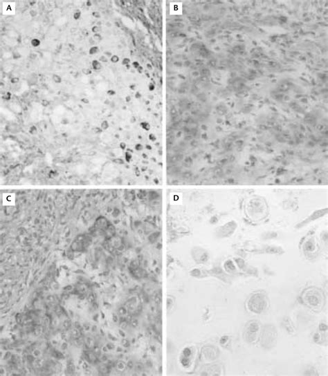 A Products Of Staining Reaction Are Observed In The Cells 7 Day