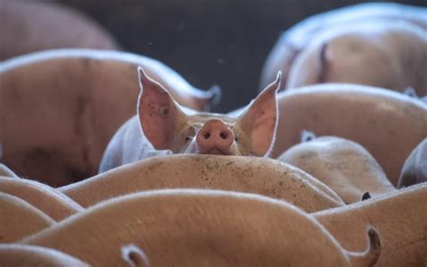 Chinas Ailing Pork Demand Another Sign Of Economic Distress FMT