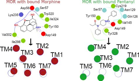 Morphine Structure 3d