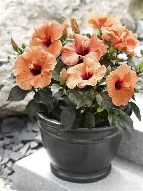 15 Best Flowering Plants Of Kerala • India Gardening