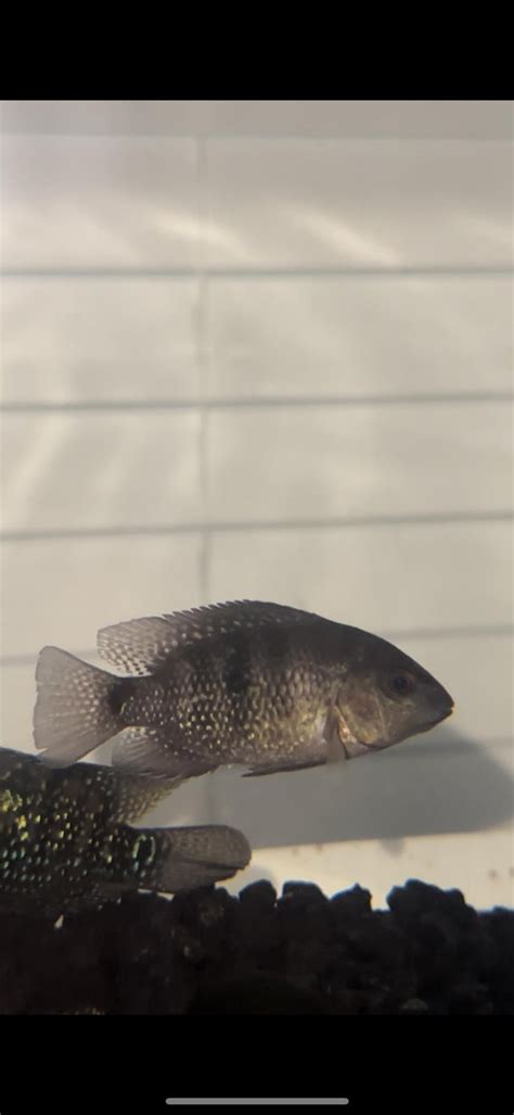 Help Identify My Cichlid And Its Gender R Cichlid