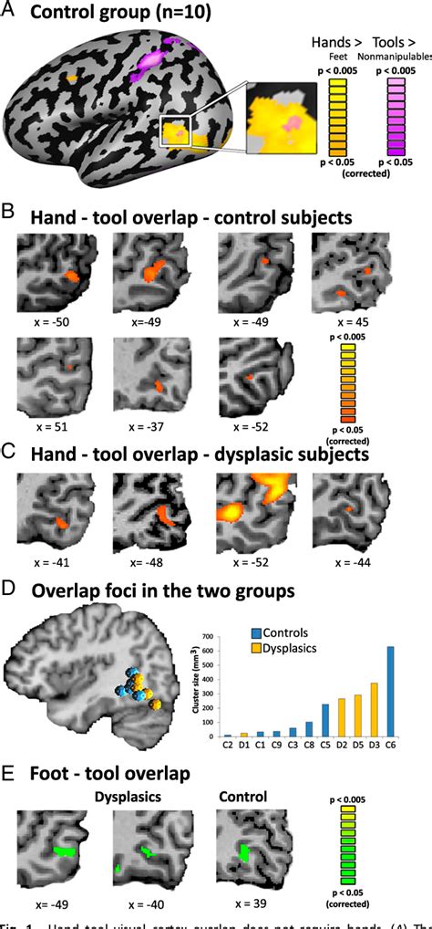 figure 1 from sensorimotor independent development of hands and tools
