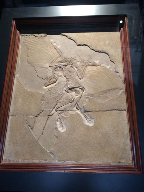 I Saw This Archaeopteryx Fossil At The Natural History Museum In Berlin