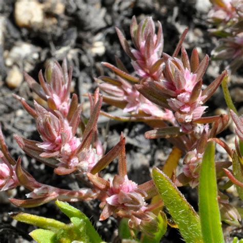 Milkwort Knotweed Polygonum Polygaloides Plant Care And How To Grow Water