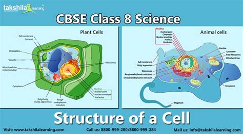 NCERT Solutions For Class 8 Science Cell Structure And Functions Science Cells Structure And