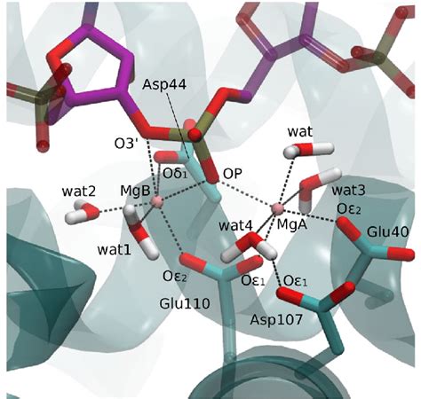 Representative Structure Of A Qm Mm Geometry Optimization Of The Mg Wat
