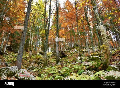 Colorful Broadleaf Deciduous Forest In Yellow Orange And Red Autumn