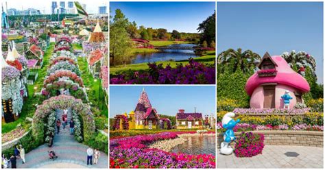 Фото прошетка низ најголемата природна цветна градина во светот има над 150 милиони цвеќиња