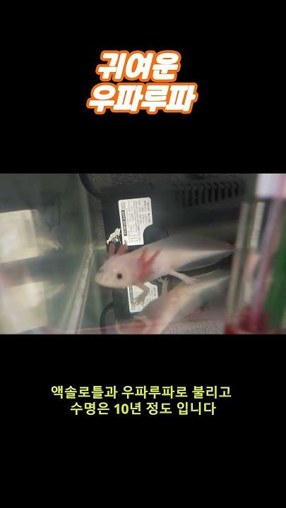 귀여운 우파루파 Youtube