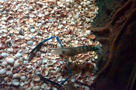 Macrobrachium Rosenbergii Facts Diet Habitat And Pictures On Animaliabio