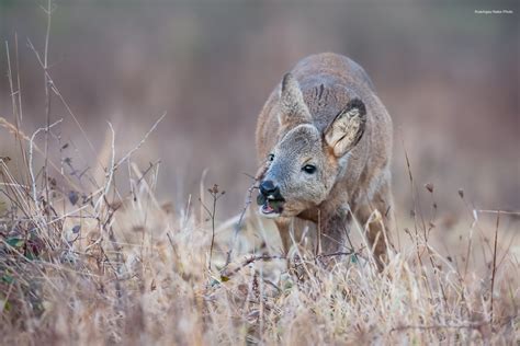 D A S B R O M B E E R B L A T T “ Foto And Bild Lumix Natur Leica