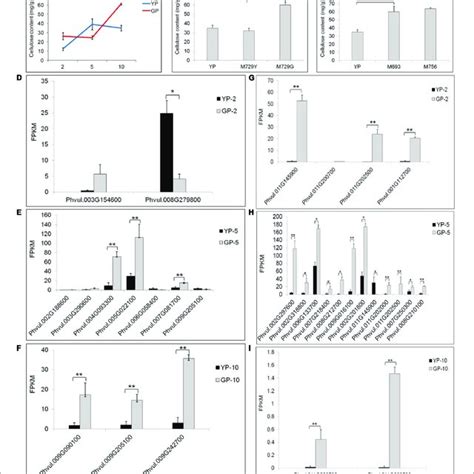 The Differential Expression Genes Analysis Between Wild Type And