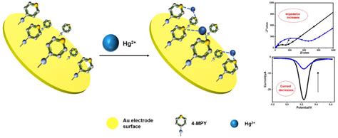 4 Mercaptopyridine Modified Sensor For The Sensitive Electrochemical Detection Of Mercury Ions