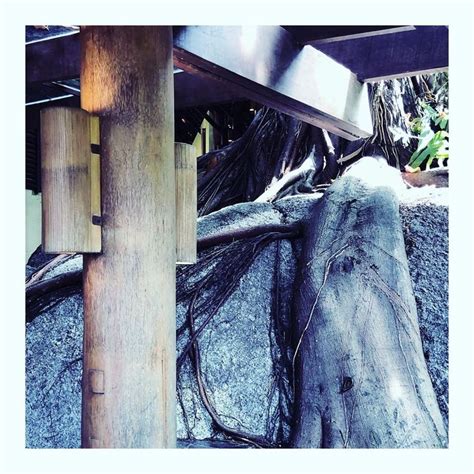 Lulu Mosquito On Instagram “i Find It Amazing How Nature And The Lulu Mosquito On Instagram “i Find It Amazing How Nature And The