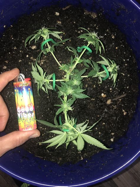 First Living Soil Attempt Shes Gonna Be Mama Perfectly Unsymmetrical LST Fuck It R