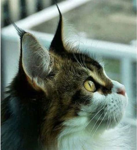 Best Long Haired Cat Breeds List Of Long Hair Cats