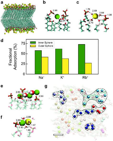 Md Simulations Of A Dppa Bilayer In Contact With Water And Salt 150 Mm