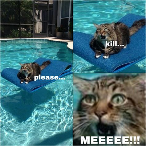 Cat R Funny Cats