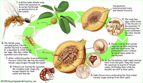 Dates Vs Figs All You Need To Know And More